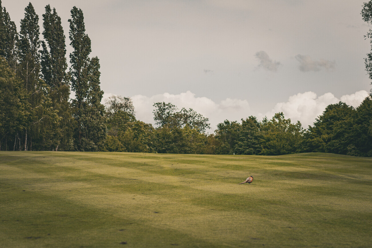 Golf Scramble Formats: The Ultimate Guide to Team Play - iGolf